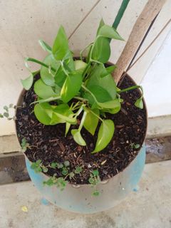 Pothos money plant, Furniture & Home Living, Gardening, Plants & Seeds ...