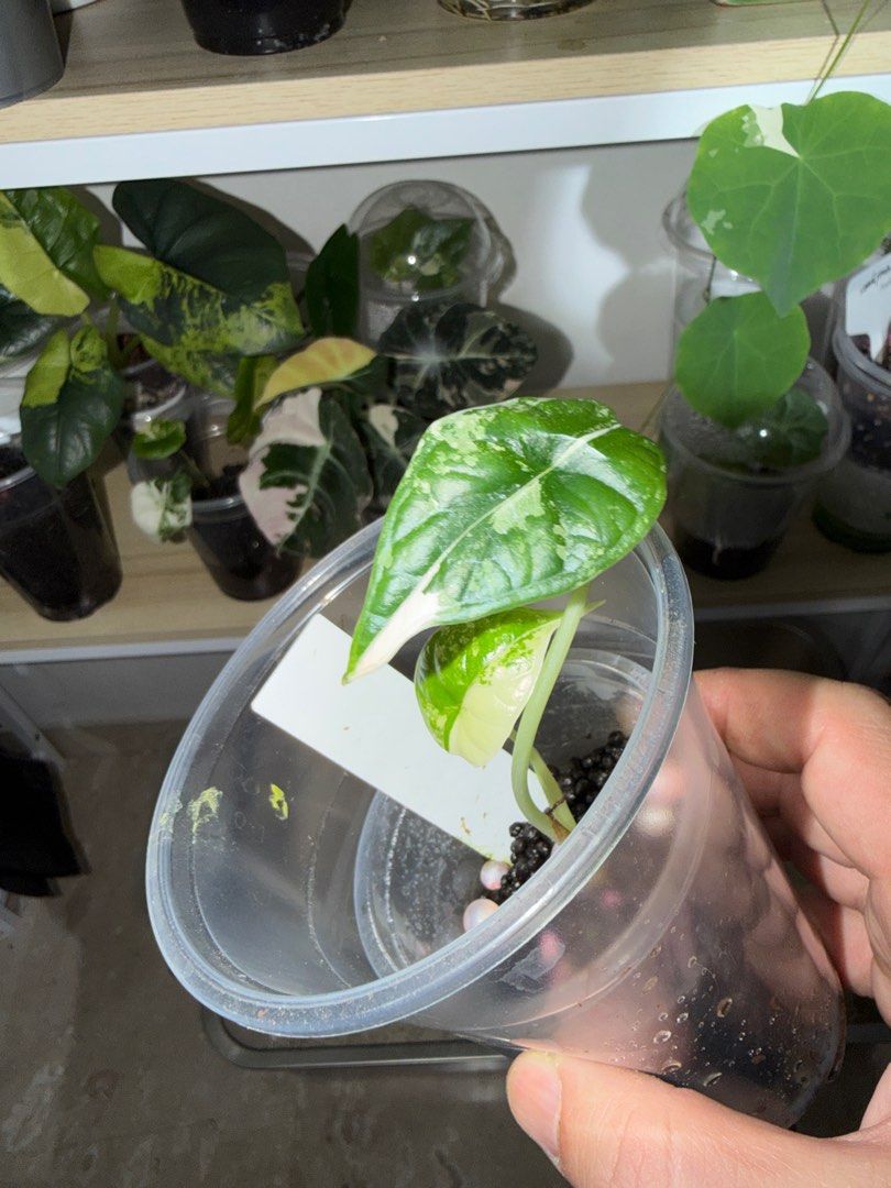 Alocasia Dragon scale albo from corm, Furniture & Home Living ...