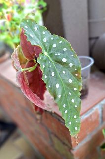 Begonia Maculata Pink Var., Furniture & Home Living, Gardening, Plants ...