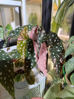 Begonia Maculata Pink Var., Furniture & Home Living, Gardening, Plants ...