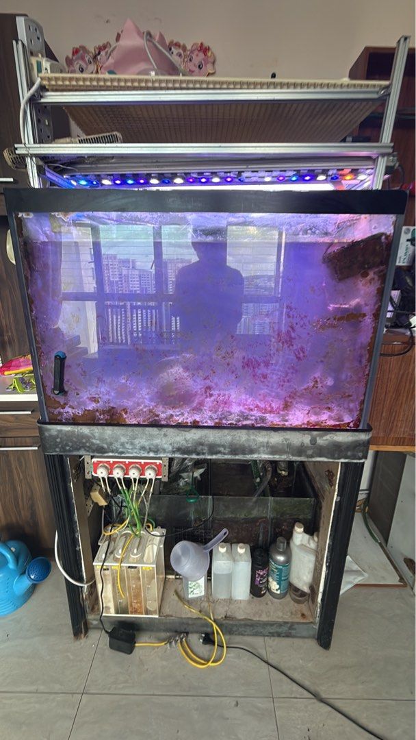 Custom Aquarium Setup with Lighting, Pet Supplies, Homes & Other Pet ...