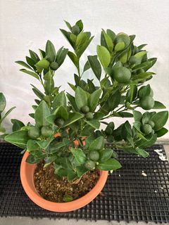 Fruiting Variegated Lime Plant, Furniture & Home Living, Gardening ...