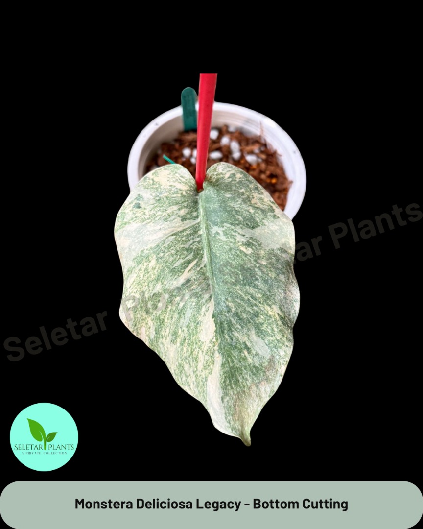 Monstera Deliciosa Legacy, Furniture & Home Living, Gardening, Plants ...