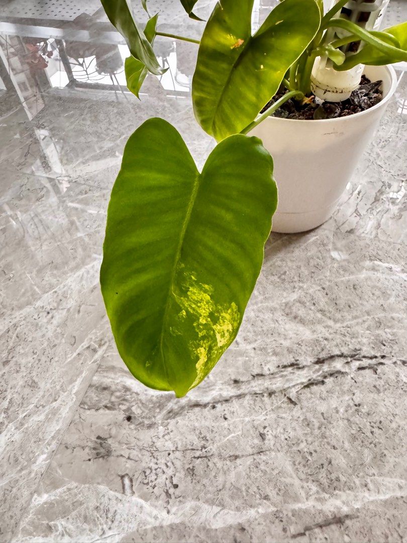 Burle Marx Variegated (Reverted) SELLING ONLY THE PLANT!!, Furniture ...