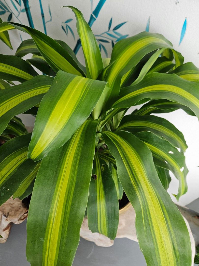 Dracaena fragrans; 铁树, Furniture & Home Living, Gardening, Plants ...