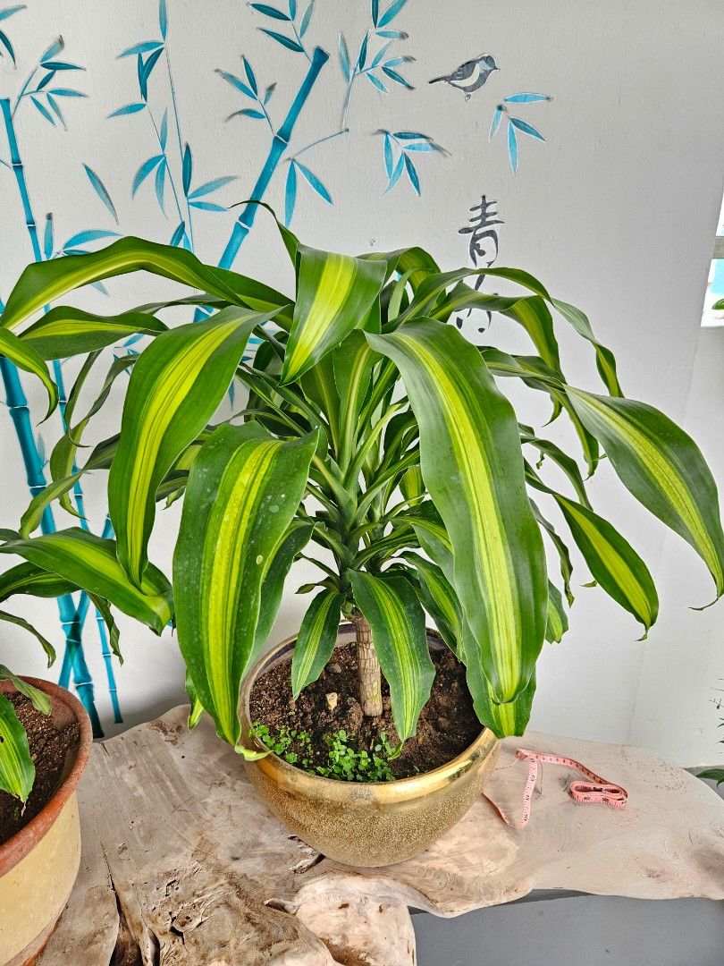 Dracaena fragrans; 铁树, Furniture & Home Living, Gardening, Plants ...