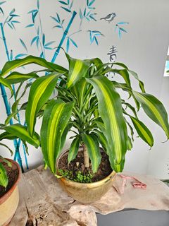 Dracaena fragrans; 铁树, Furniture & Home Living, Gardening, Plants ...