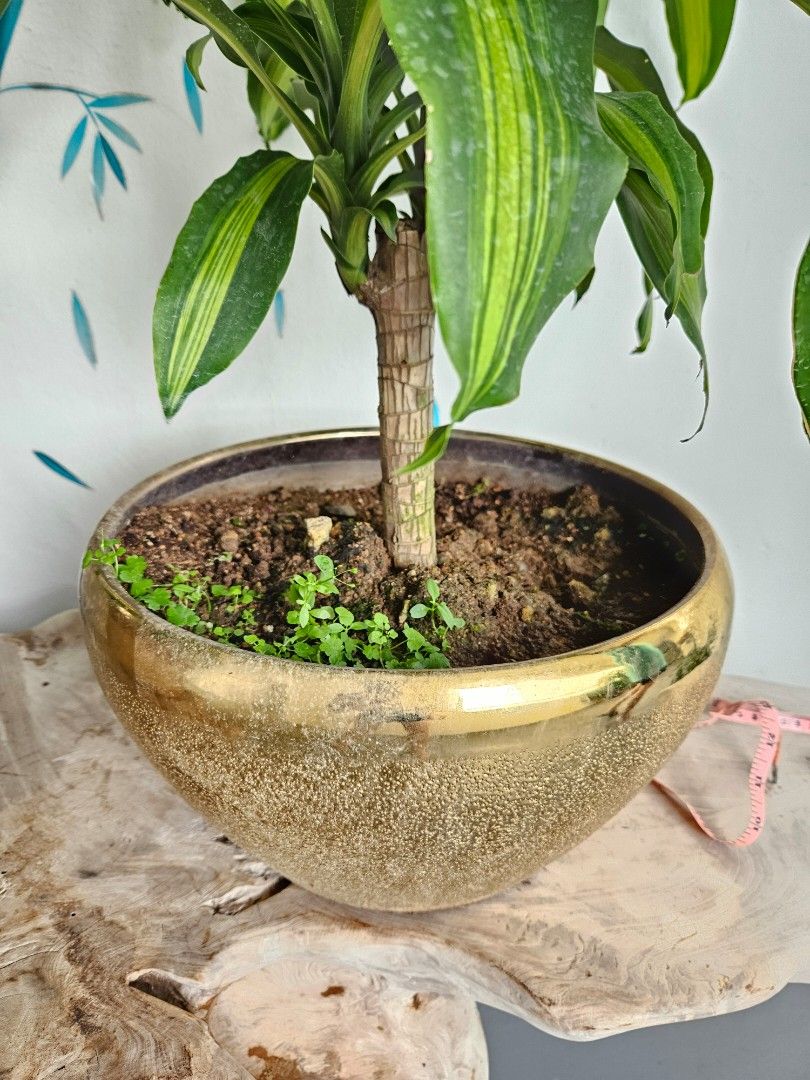 Dracaena fragrans; 铁树, Furniture & Home Living, Gardening, Plants ...