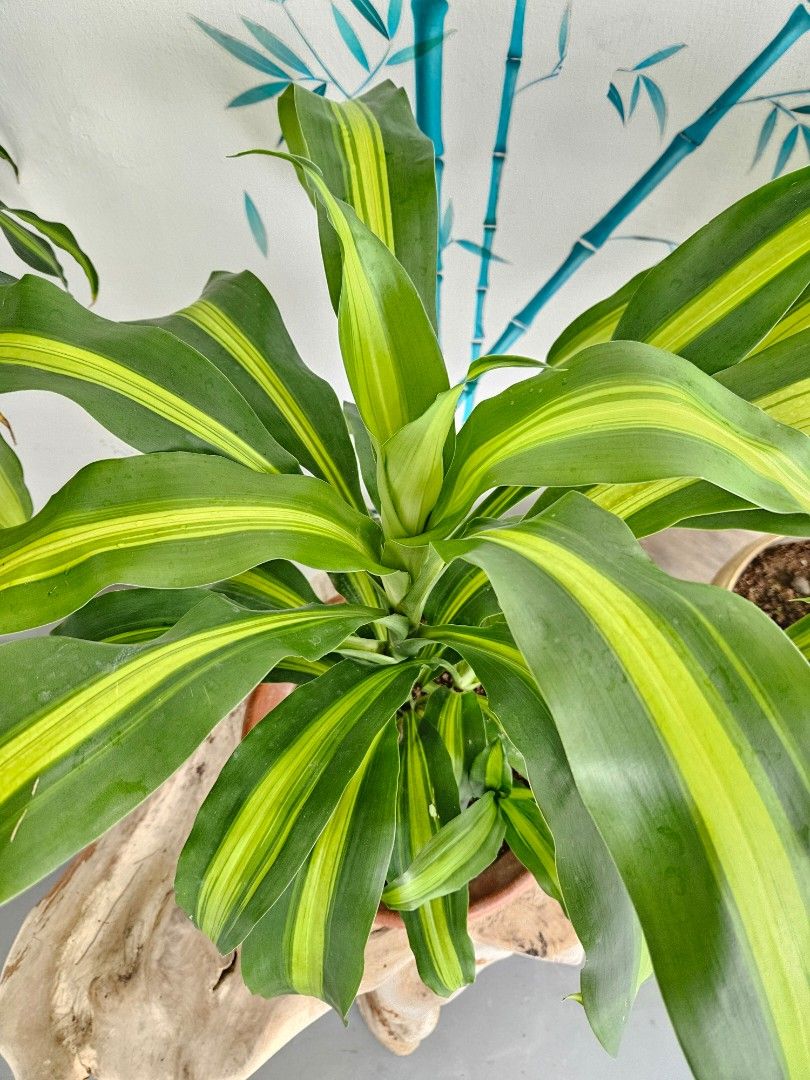 Dracaena fragrans; 铁树, Furniture & Home Living, Gardening, Plants ...