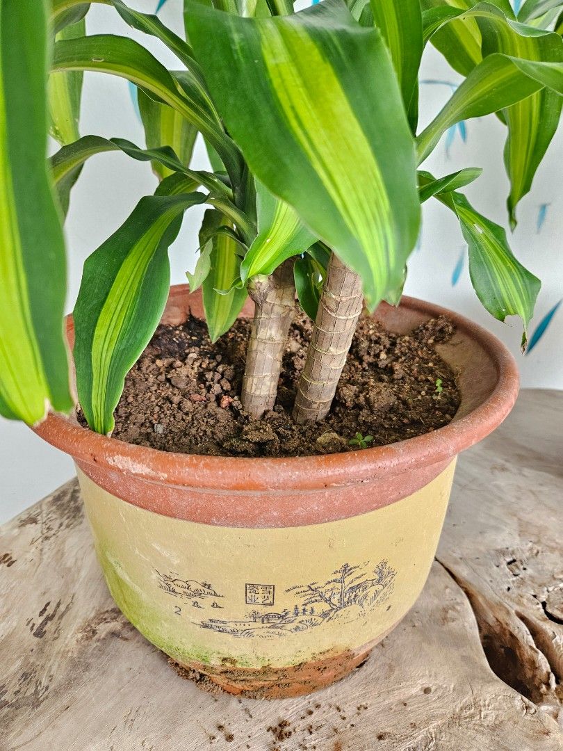 Dracaena fragrans; 铁树, Furniture & Home Living, Gardening, Plants ...