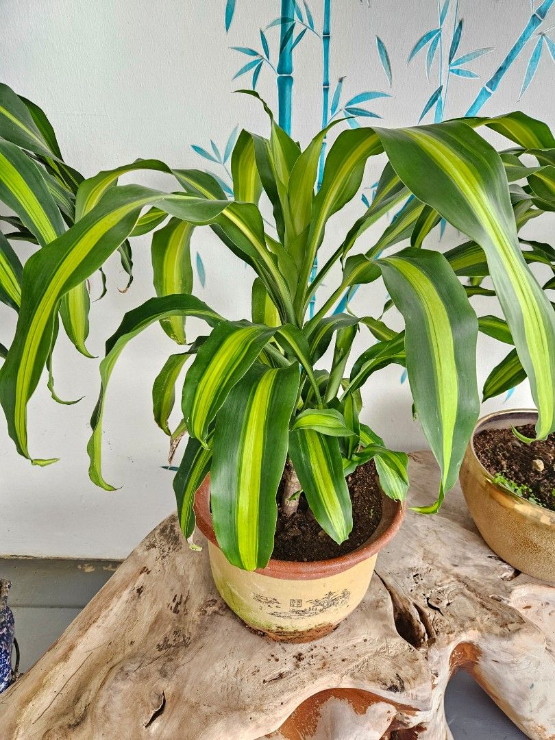 Dracaena fragrans; 铁树, Furniture & Home Living, Gardening, Plants ...