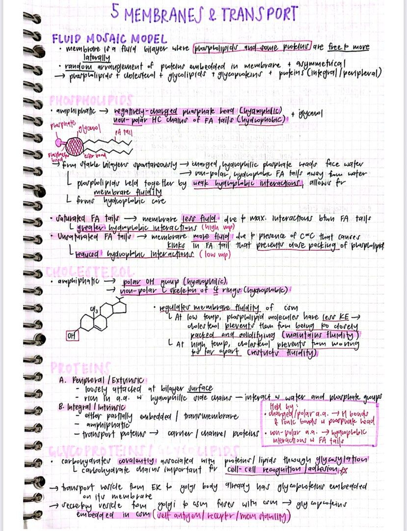 Handwritten JC H2 Biology Notes Summaries: All topics available ...