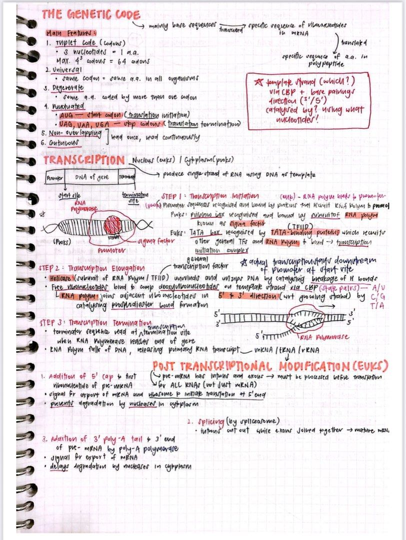 Handwritten JC H2 Biology Notes Summaries: All topics available ...