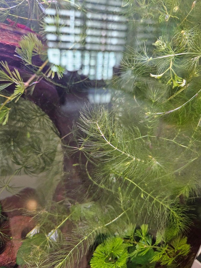 Live Aquarium Plants - Unknown Species, Furniture & Home Living ...