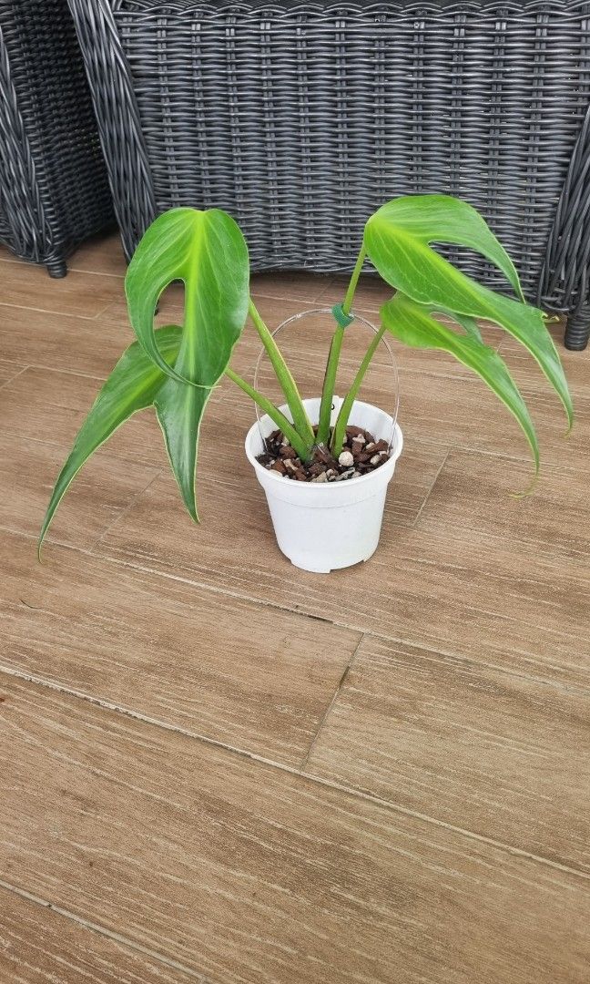 Monstera Burle Marx Flame (Fenestrated), Furniture & Home Living ...