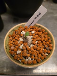 Wandering jew plant, Furniture & Home Living, Gardening, Plants & Seeds ...