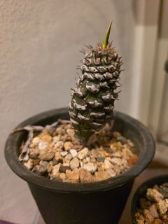 Wandering jew plant, Furniture & Home Living, Gardening, Plants & Seeds ...