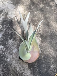 Platycerium veitchii, Furniture & Home Living, Gardening, Plants ...