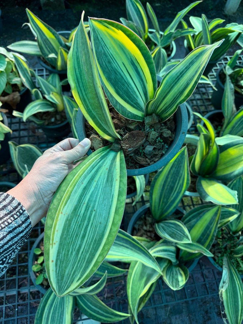 Sansevieria Whale Fin variegated - per clump $25, Furniture & Home ...