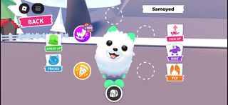 Adopt me samoyed For Sale | Carousell Malaysia