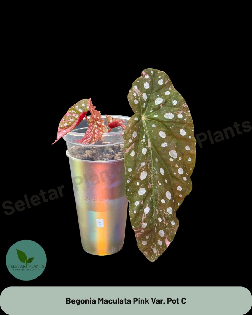 Begonia Maculata Pink Var., Furniture & Home Living, Gardening, Plants ...