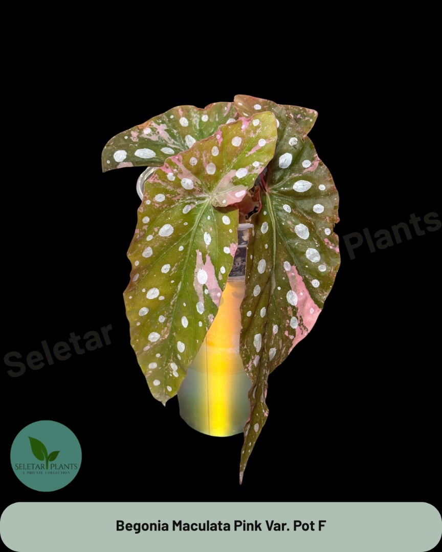Begonia Maculata Pink Var., Furniture & Home Living, Gardening, Plants ...