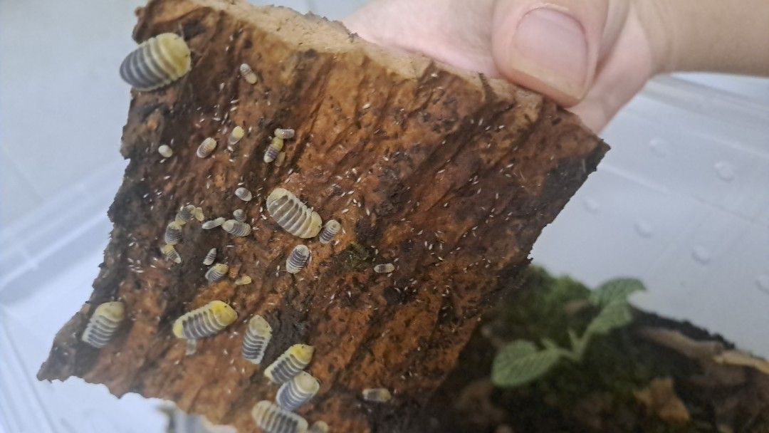 Cubaris sp. "Jupiter" isopod, Pet Supplies, Pet Food on Carousell