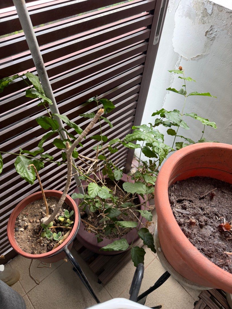 Free plants and pots and stand, Furniture & Home Living, Gardening ...