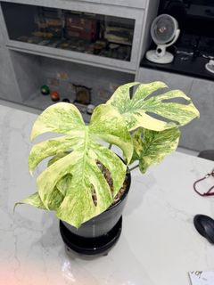 Monstera Legacy, Furniture & Home Living, Gardening, Plants & Seeds on ...