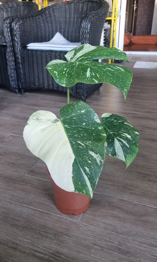 Monstera Thai Constellation, Furniture & Home Living, Gardening, Plants ...