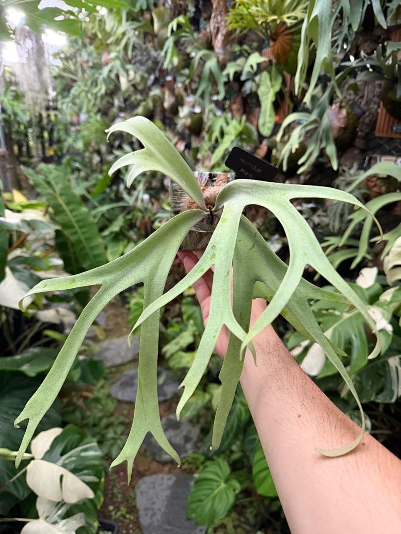 Platycerium Moonlight, Furniture & Home Living, Gardening, Plants ...