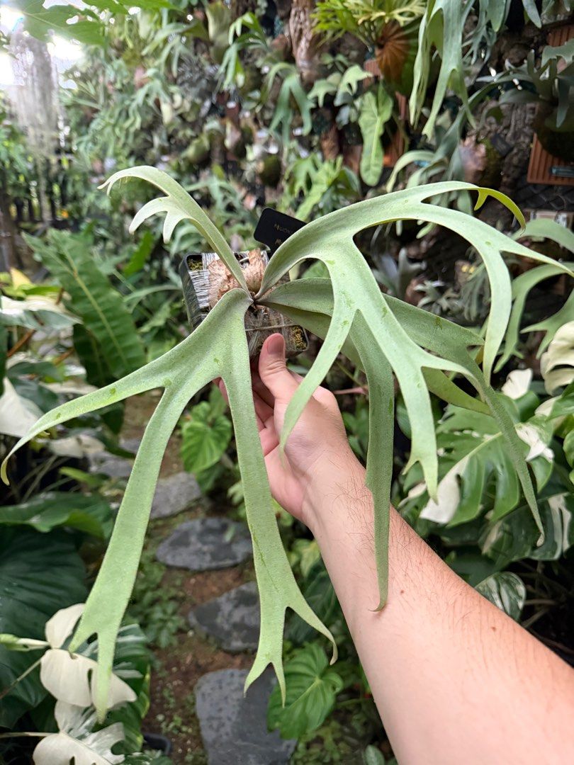 Platycerium Moonlight, Furniture & Home Living, Gardening, Plants ...