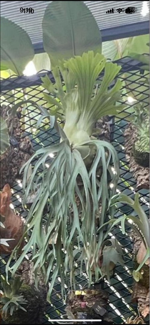 Platycerium Moonlight, Furniture & Home Living, Gardening, Plants ...