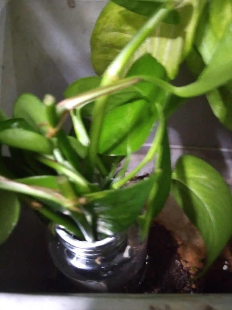 Pothos money plant in water, Furniture & Home Living, Gardening, Plants ...