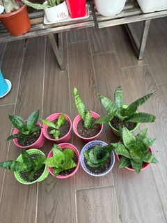 Small Rooted Snake Plants, Furniture & Home Living, Gardening, Plants ...