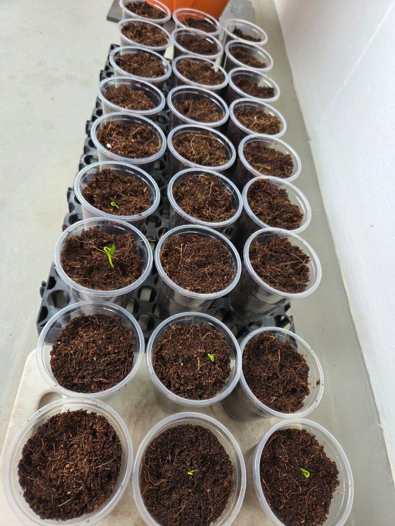 Yuzu plant saplings, Furniture & Home Living, Gardening, Plants & Seeds ...