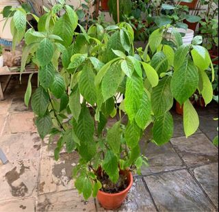 Black Face General Plant / Herbal Plant / 黑面将军, Furniture & Home Living ...