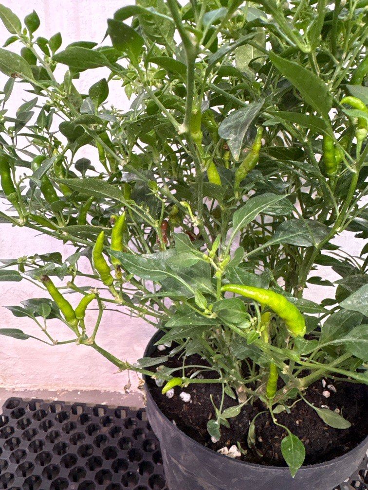 Chilli 🌶️ Padi Fruiting Plant, Furniture & Home Living, Gardening ...