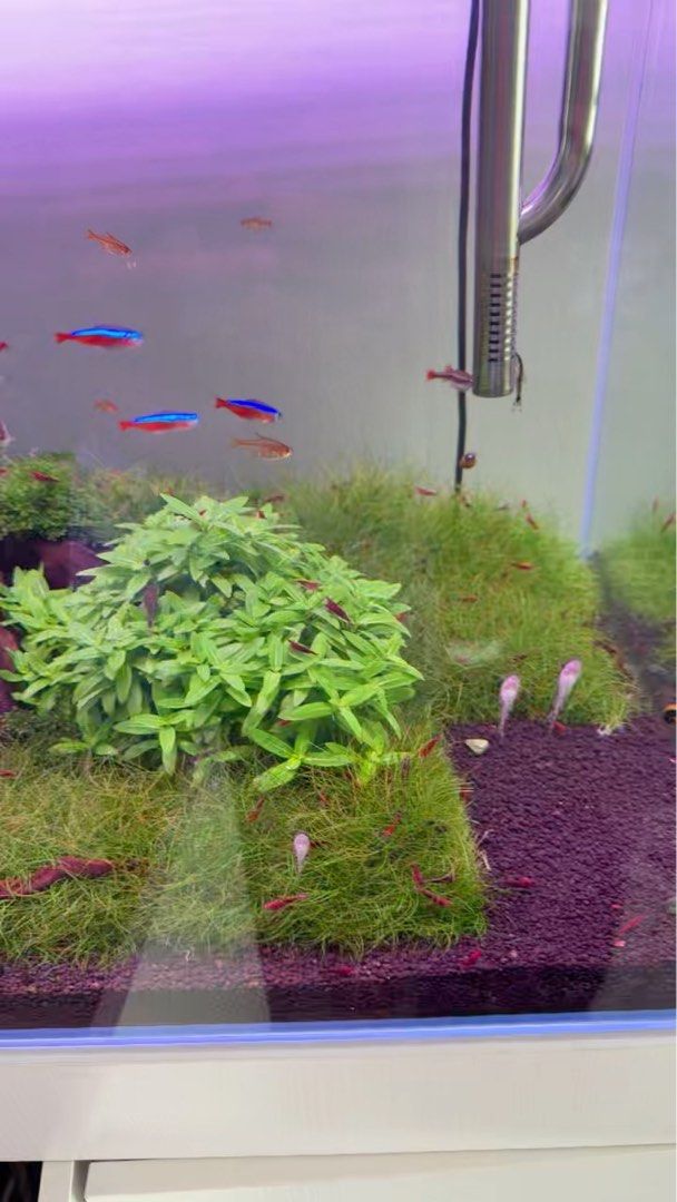 Dwarf Hair grass in Planted Aquarium, Pet Supplies, Homes & Other Pet ...