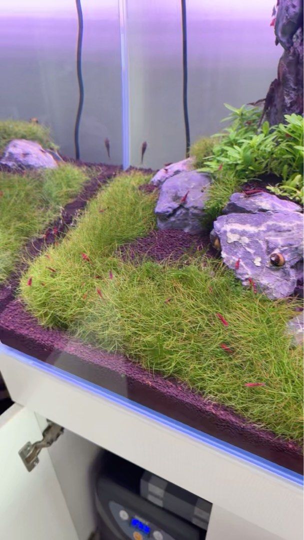 Dwarf Hair grass in Planted Aquarium, Pet Supplies, Homes & Other Pet ...