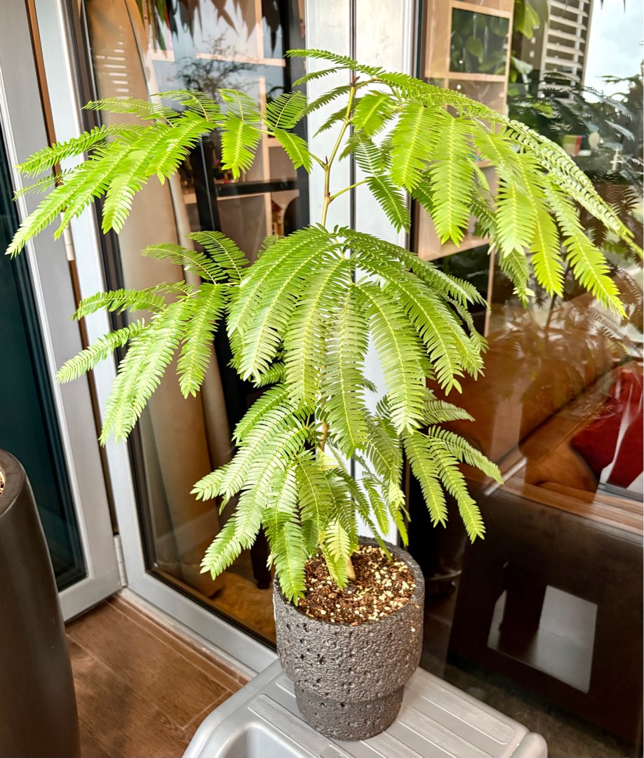 Japanese Everfresh Tree, Pithecellobium Confertum - Selected range with ...