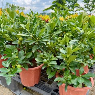 Lime Sulfur Solution (1 litre), Furniture & Home Living, Gardening ...