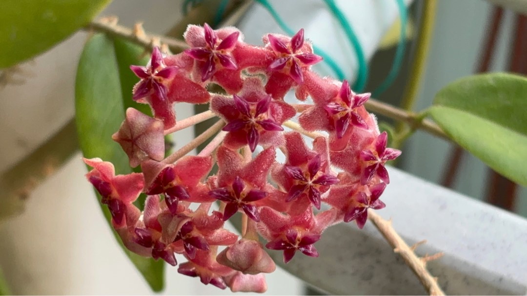 Hoya Natalie, Furniture & Home Living, Gardening, Plants & Seeds on ...