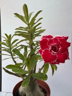Adenium, Furniture & Home Living, Gardening, Plants & Seeds on Carousell