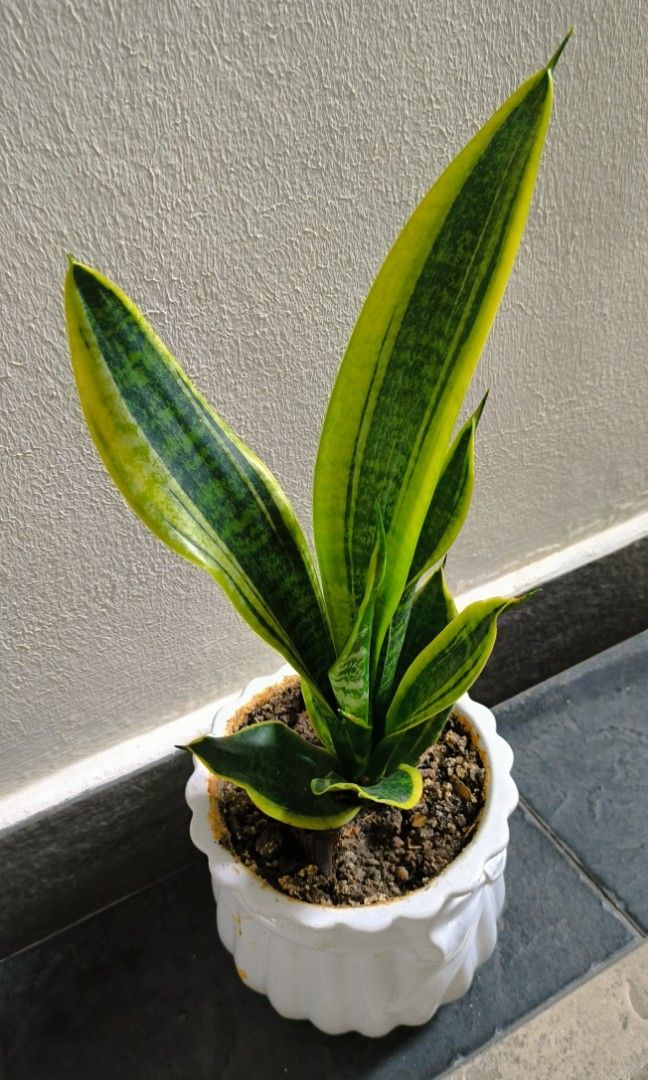 Sansevieria Trifascista - Variegated Snake Plant, Furniture & Home ...
