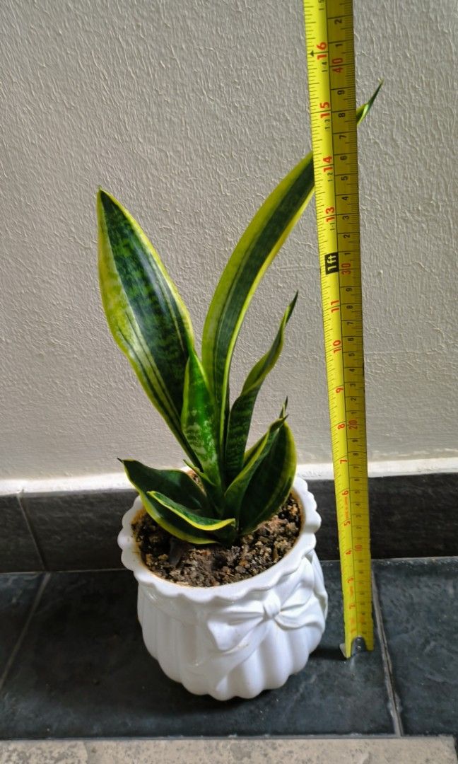 Sansevieria Trifascista - Variegated Snake Plant, Furniture & Home ...