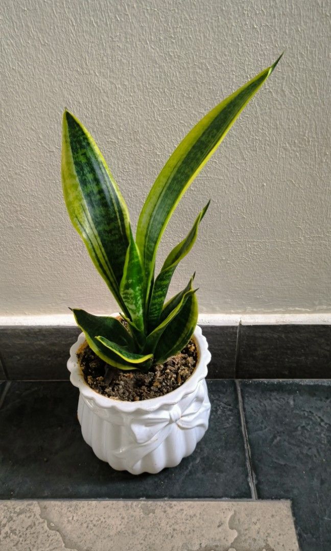 Sansevieria Trifascista - Variegated Snake Plant, Furniture & Home ...