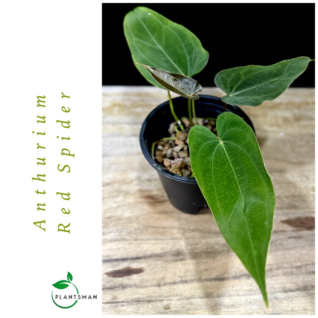 Anthurium Red Spider, Furniture & Home Living, Gardening, Plants ...