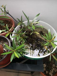 Sp chai super beautiful pink aquatic plant, Furniture & Home Living ...