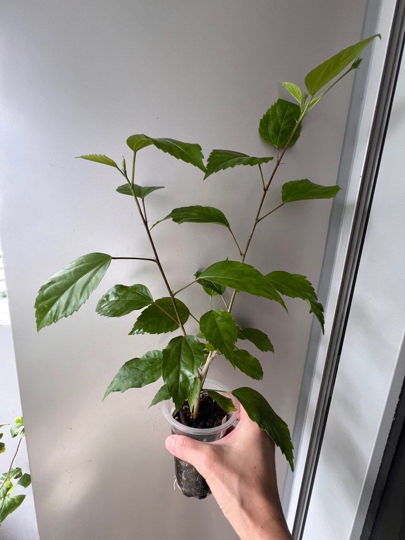 Peach Poodle (El Capitolio) Hibiscus, Furniture & Home Living ...